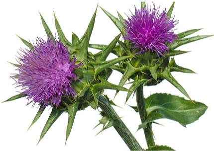 HerbStore - Βότανα και Φυτικά προϊόντα υγείας - Καλώς ήρθατε